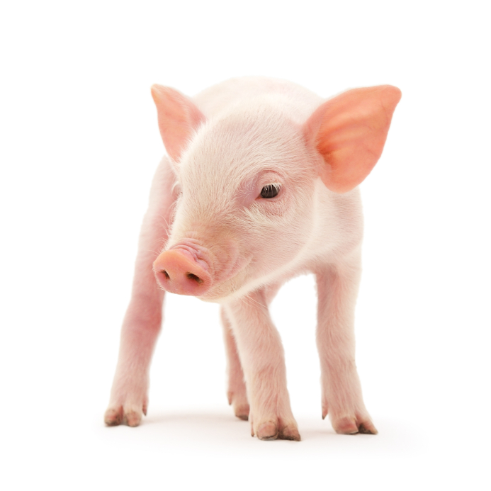 LabDiet Laboratory Mini-Pig Starter Diet